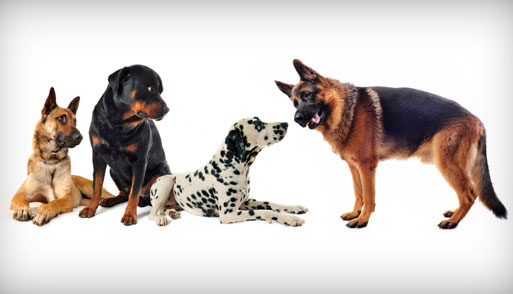 Why Do I Need Animal Liability Insurance?