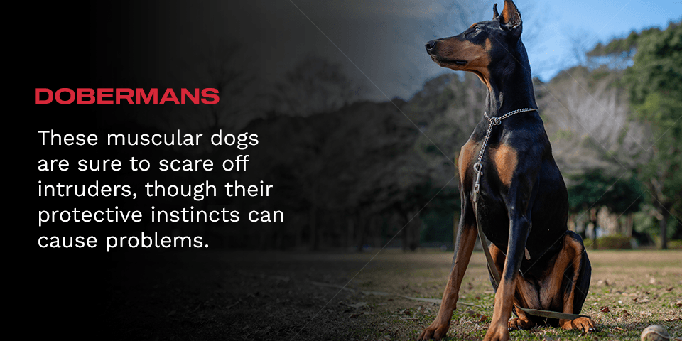 Dog Attacks by Breed: Which Dogs are Most Likely to Bite? - XINSURANCE